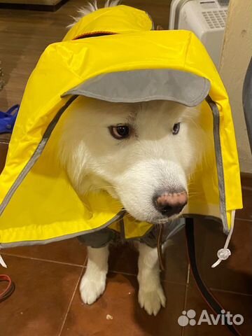 Самоед вязка