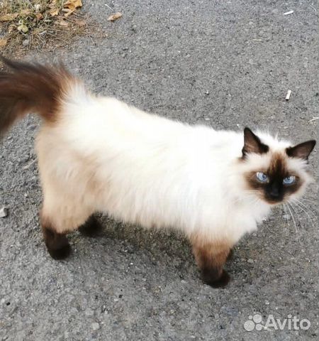 Кошка хозяин умер