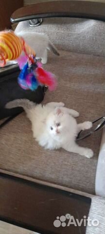 Кошка невская маскарадная котята