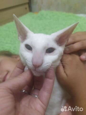 Кошка корниш