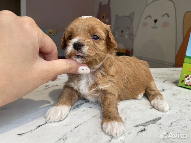 Щенки мальтипу мини f1, Самые красивые