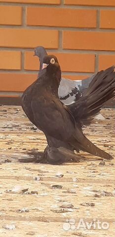 Продажа голубей статные