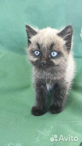 Шотландская скоттиш-страйт девочка