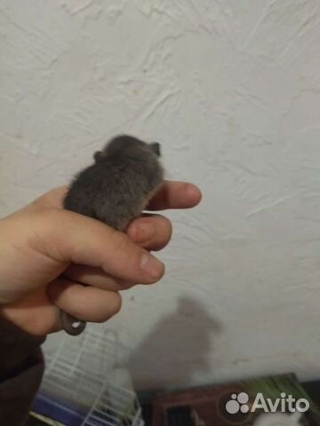 Крыса дамбо