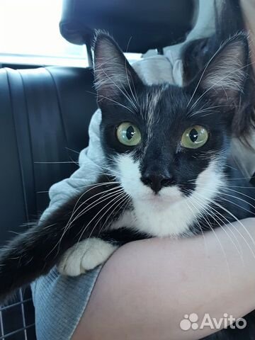 Ищет дом молодая кошечка по имени Мышь