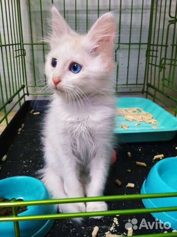 Голубоглазая малышка Гренка