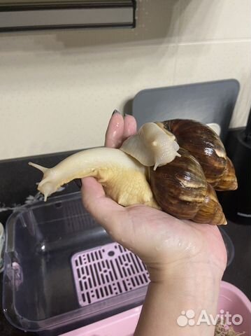 Улитка Ахатина