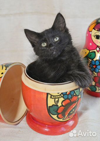 Котёнок - кошечка в добрые руки