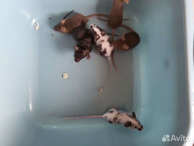 Сатиновые мыши