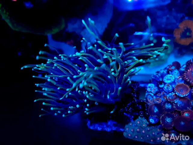 Коралл факельная эуфилия Dragon Soul