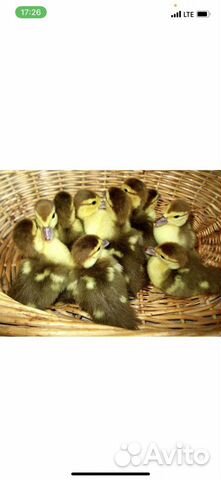 Продаются Индоутята