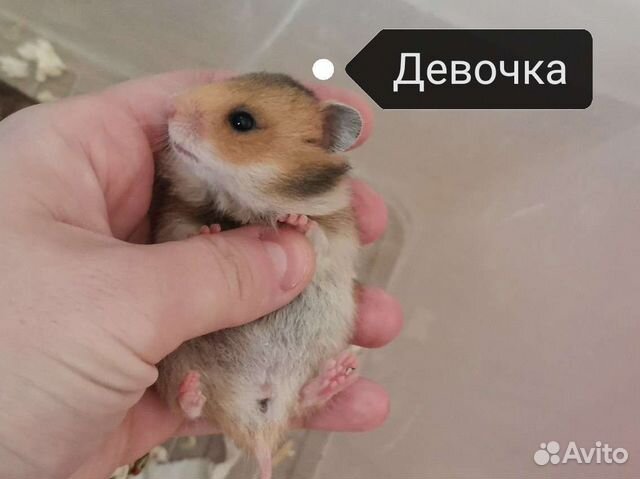Сирийские хомячки