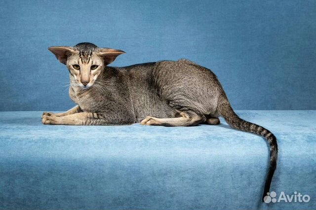 Котик Орик 2 года