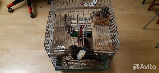 Белки-летяги, взрослая пара