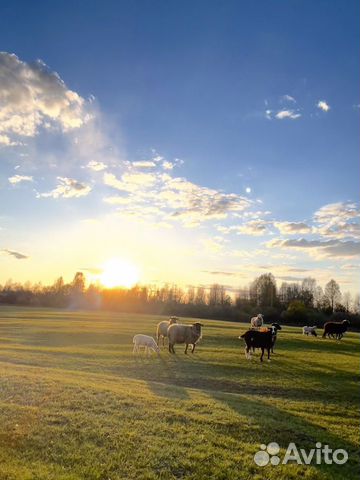 Бараны на курбан, баранина, бараны на племя
