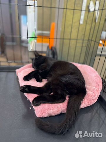 Шерри. Изящная красота Чернушки