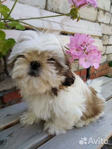 Очаровательные Ши-тцу