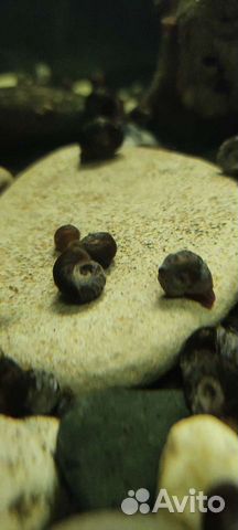 Аквариумные рыбки гуппи и улитки