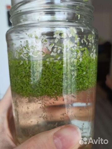 Трава Ряска для аквариума бесплатно