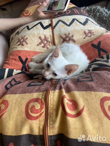 Котенок