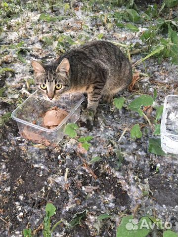 Котята в добрые руки бесплатно