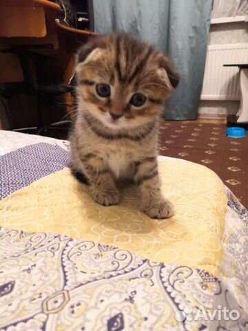 Шотландская вислоухая кошка