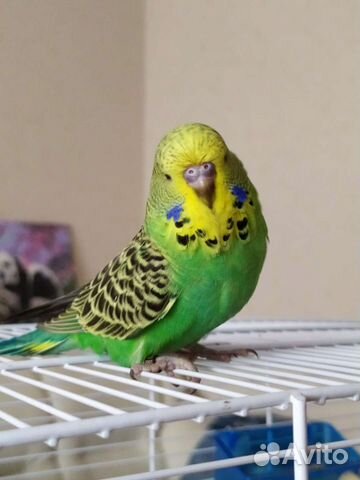 Птенец ввп, чех, самка