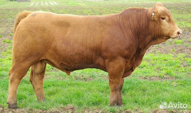 Закупка крс