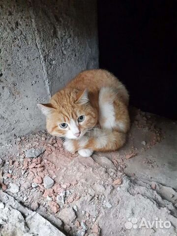 Котик в беде