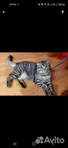 Шотландец смесь с сиамским,требуется срочная вяз