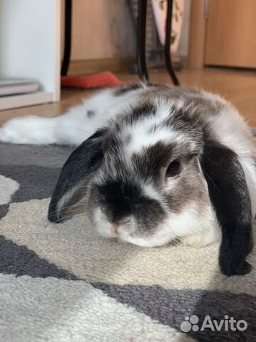Декоративный вислоухий кролик