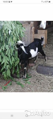 Нубийская козочка