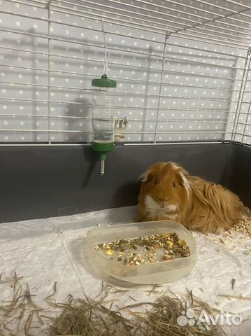 Морская свинка шелти