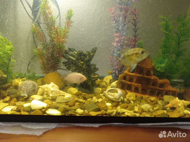 Аквариумные рыбки