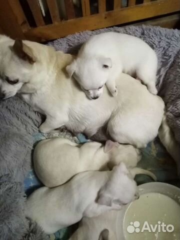 Малыши чиахуахуа