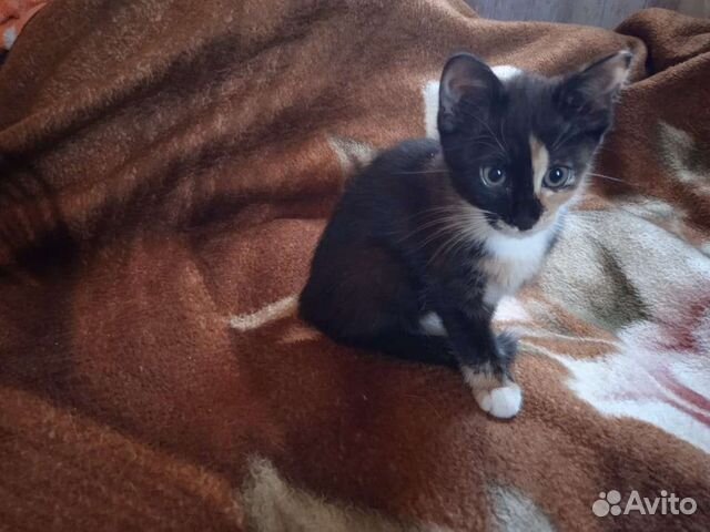 Кошка