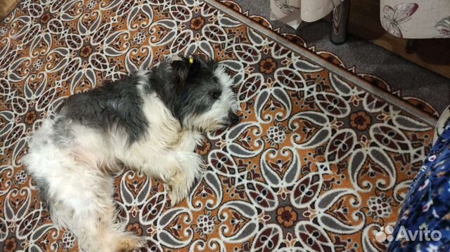 Маленькие собачки. Отлов