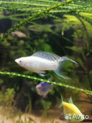 Велифера снежинка