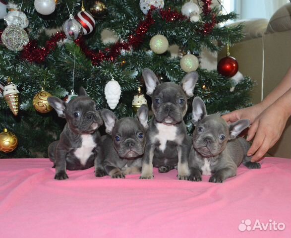Щенки Французы Голубой с подпалом, Лиловый