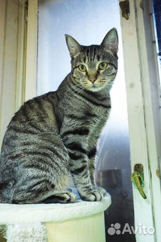 Шикарный кот Маркус 1,5 года
