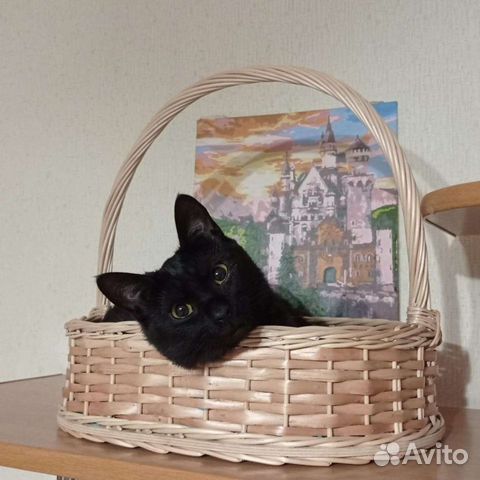 Кошка годовалая стерилизованная