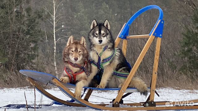 Хаски окраса агути