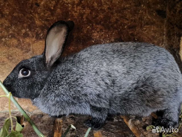Кролик полтавское серебро скоро родит
