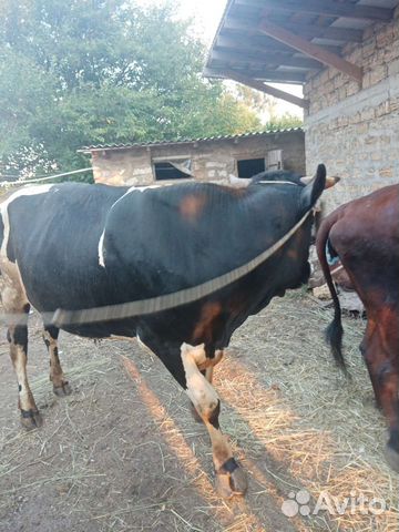 Продам 4 быка