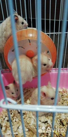 Сирийский хомяк