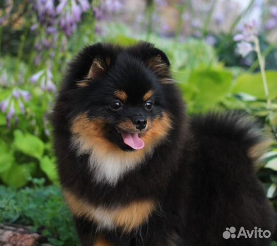 Подрощенный черно-подпалый Бархат