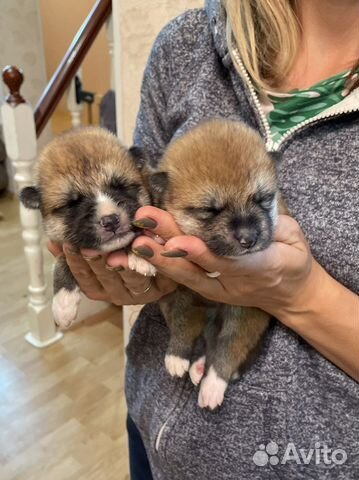 Акита ину щенки от чемпионов Bankana