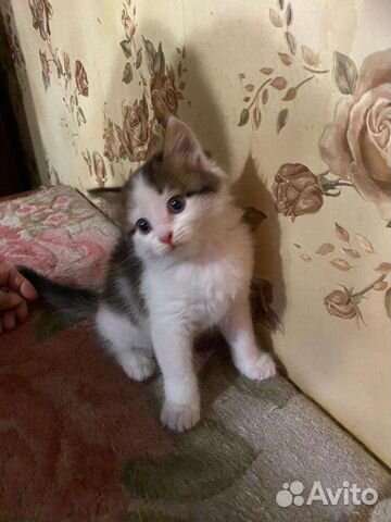 Котенок-славный малыш