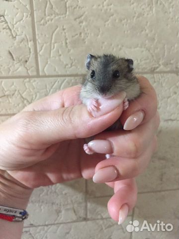 Ручные Джунгарские хомяки
