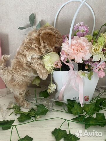 Девочка дюймовочка мальтипу 1 тип